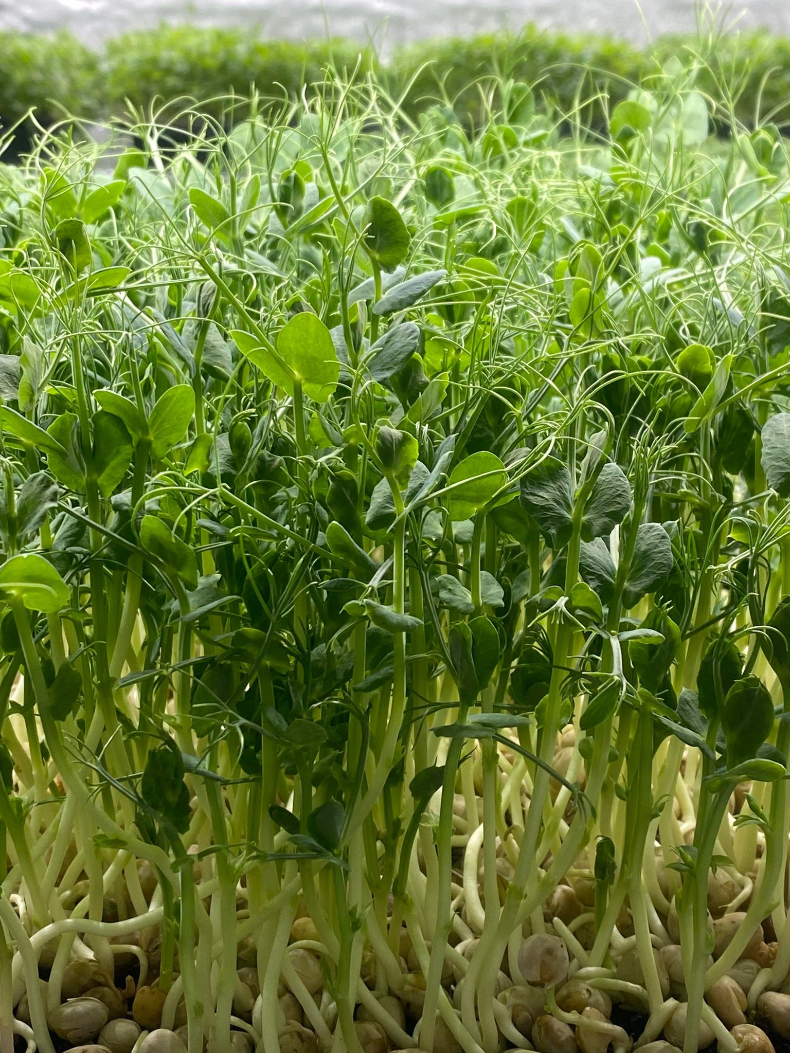 Pea tendrils🌱 – Rosslyn Gardens